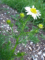 UK Wildflowers - Asteraceae - Anthemis Cotula, Stinking Chamomile