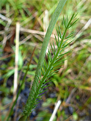 UK Wildflowers - Apiaceae - Carum Verticillatum, Whorled Caraway