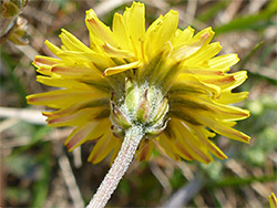 UK Wildflowers - Asteraceae - Crepis Vesicaria, Beaked Hawksbeard