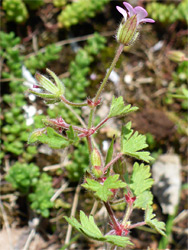 UK Wildflowers - Geraniaceae - Geranium Rotundifolium, Round-leaved ...
