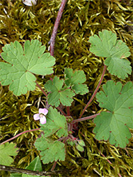 UK Wildflowers - Geraniaceae - Geranium Rotundifolium, Round-leaved ...