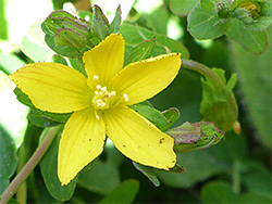 UK Wildflowers - Hypericaceae - Hypericum Humifusum, Trailing St John's ...