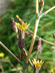UK Wildflowers - Asteraceae - Lactuca Serriola, Prickly Lettuce