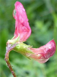 UK Wildflowers - Fabaceae - Lathyrus Nissolia, Grass Vetchling