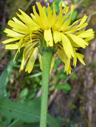 UK Wildflowers - Asteraceae - Leontodon Saxatilis, Lesser Hawkbit