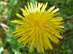 UK Wildflowers - Asteraceae - Leontodon Saxatilis, Lesser Hawkbit