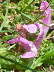 UK Wildflowers - Orobanchaceae - Pedicularis Sylvatica, Lousewort