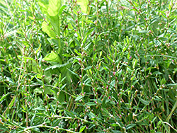 UK Wildflowers - Polygonaceae - Polygonum Arenastrum, Equal-leaved ...
