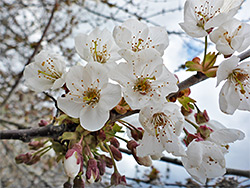 UK Wildflowers - Rosaceae - Prunus Avium, Wild Cherry