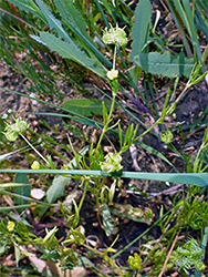 UK Wildflowers - Ranunculaceae - Ranunculus Arvensis, Corn Buttercup