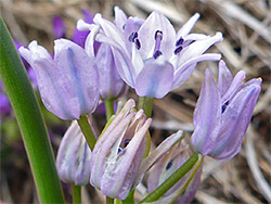 UK Wildflowers - Asparagaceae - Scilla Verna, Spring Squill