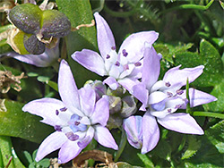 UK Wildflowers - Asparagaceae - Scilla Verna, Spring Squill
