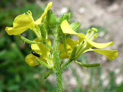 UK Wildflowers - Brassicaceae - Sinapis Arvensis, Charlock Mustard